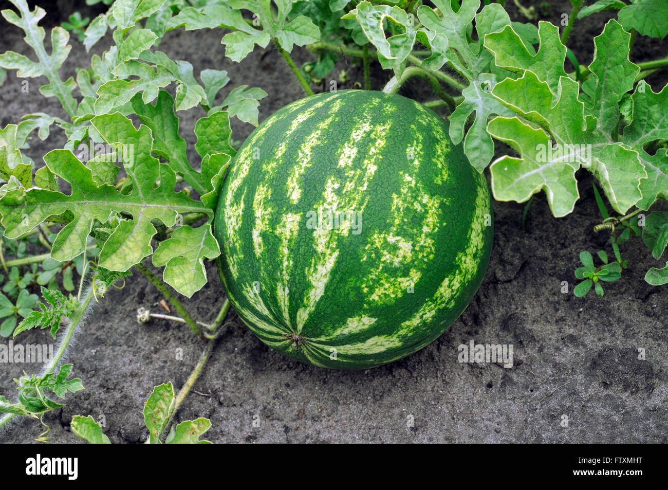 Watermelon plantation Banque de photographies et d’images à haute ...