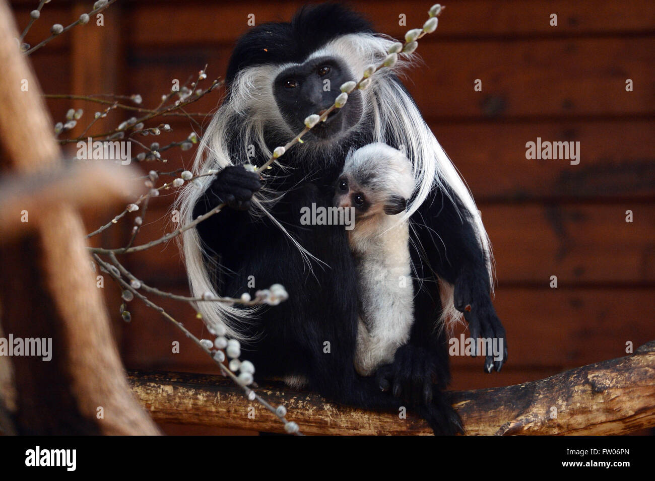 Colobus angolais noir et blanc Banque de photographies et d’images à ...