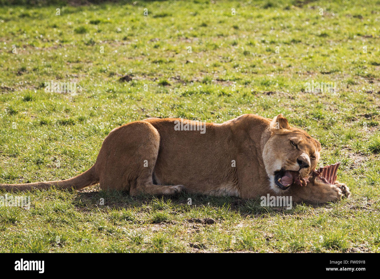 Lionne lion manger manger Banque de photographies et d’images à haute ...