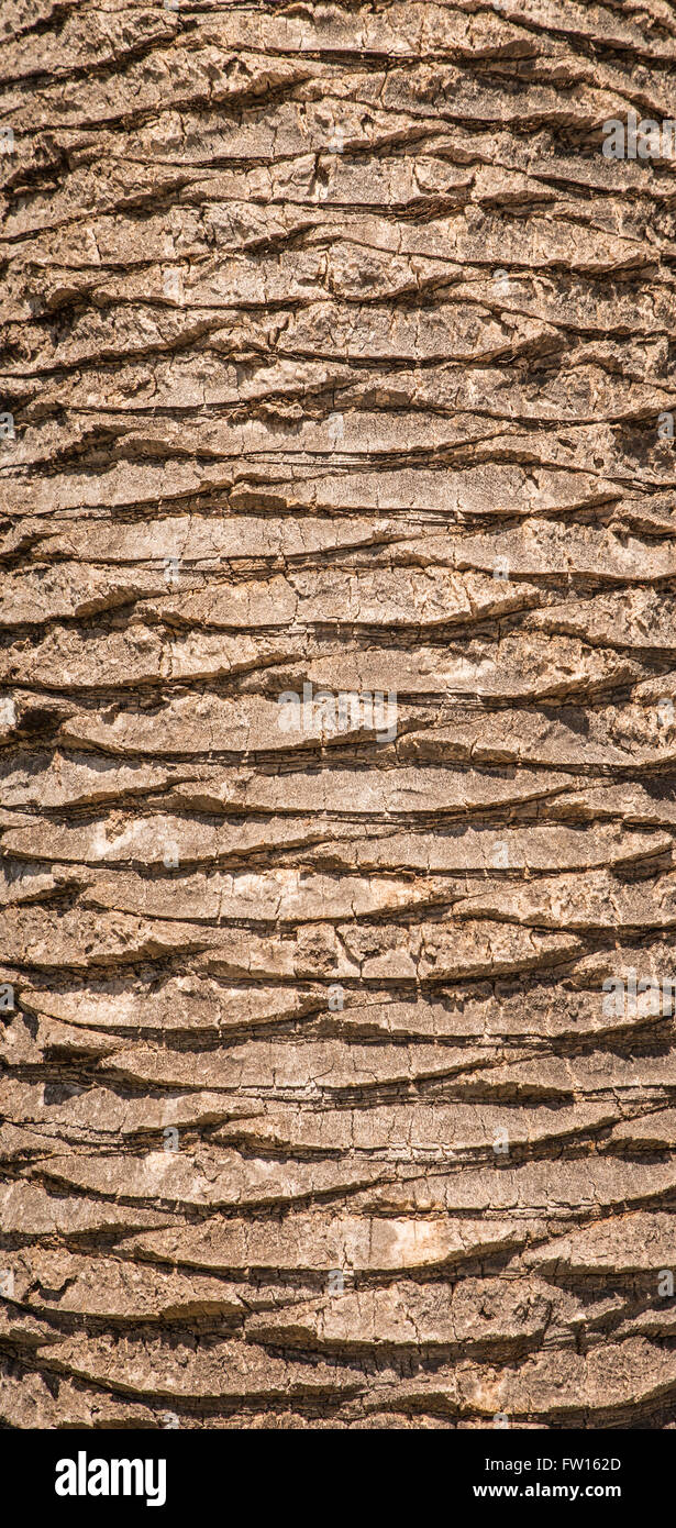 Texture du tronc palmier Banque de photographies et d’images à haute ...
