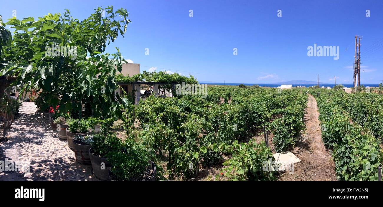 Vignoble de santorin Banque de photographies et d’images à haute ...