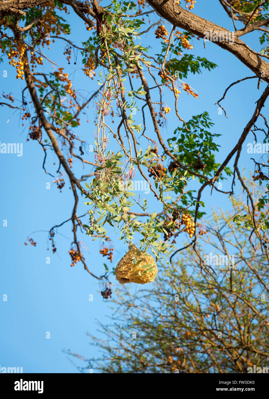 Des nids d'oiseaux dans des arbres Banque de photographies et d’images ...