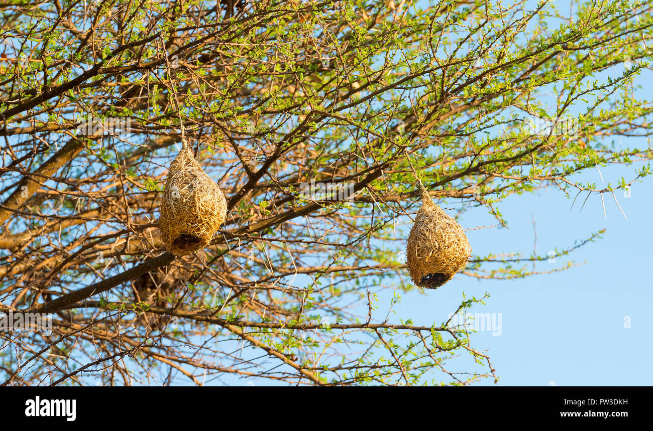 Amazing Weaver nids d'oiseau accrocher dans les arbres au Botswana, l ...