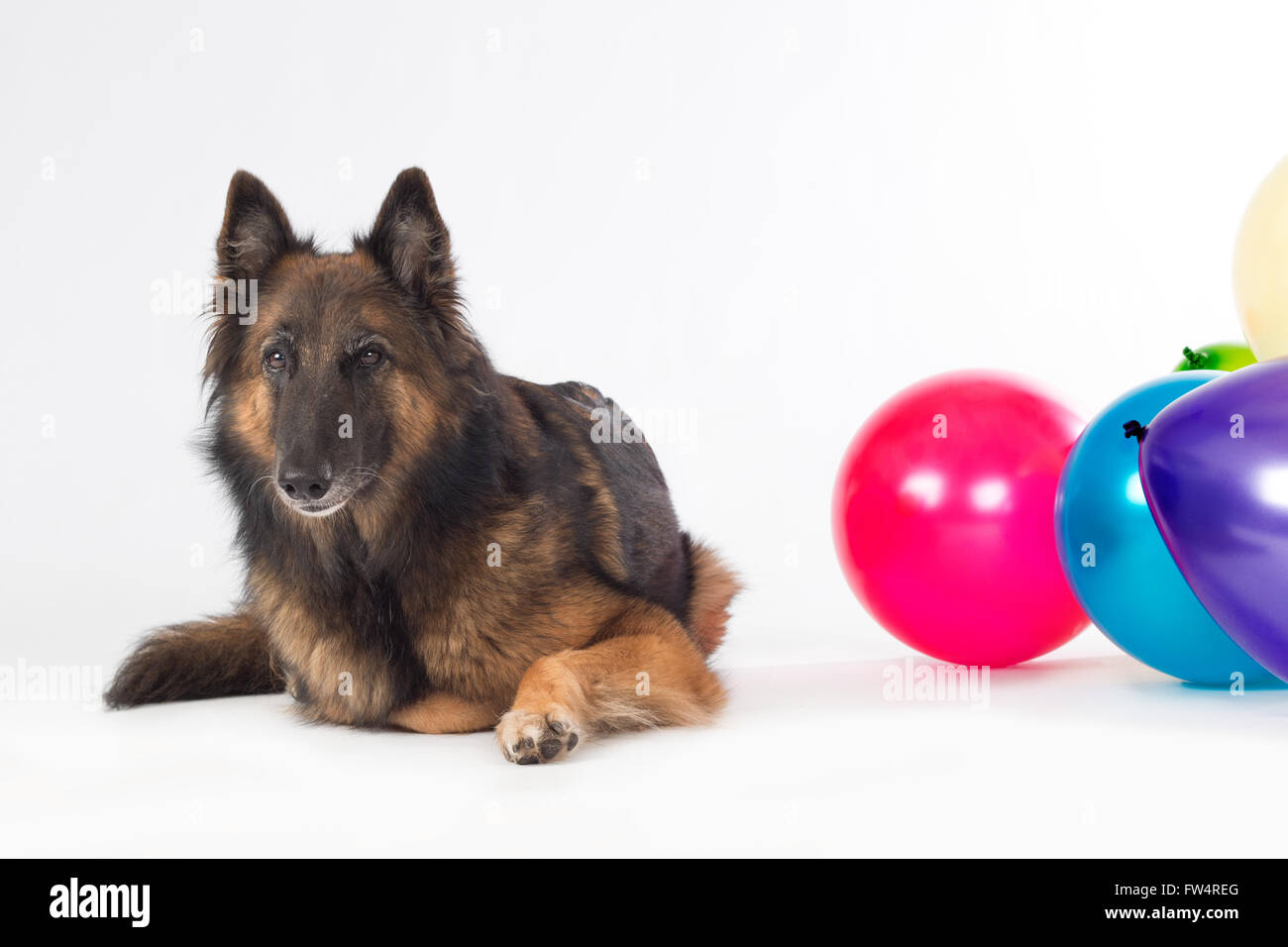 Chien, Berger Belge Tervuren, couchant avec des ballons de couleur ...