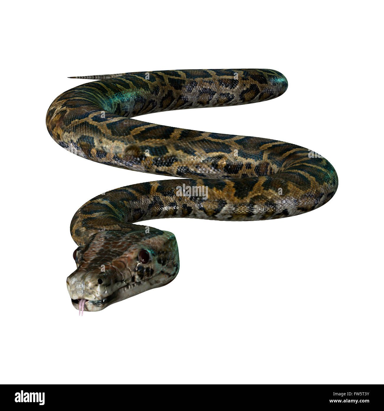 3D illustration d'un python birman ou Python bivittatus, l'un des plus ...