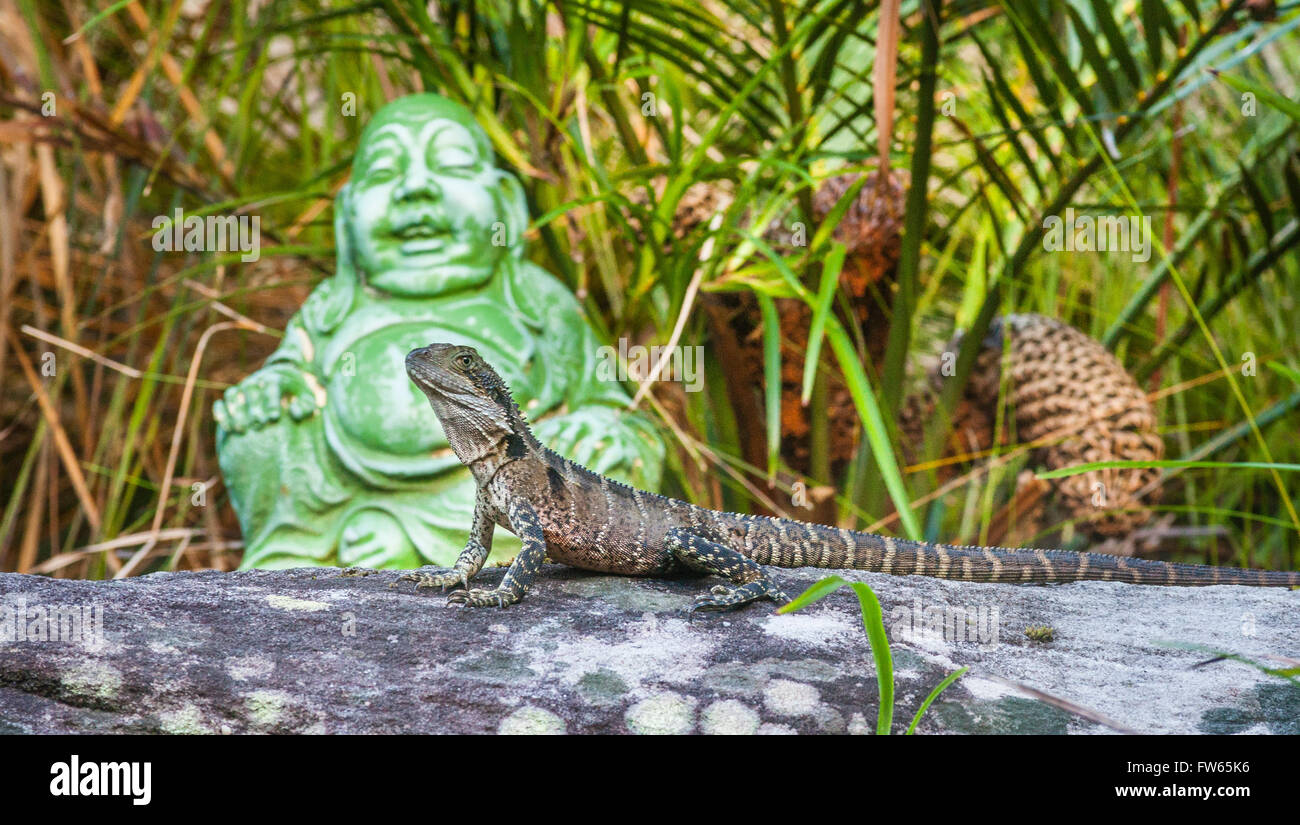 Dragon dans l'eau Banque de photographies et d’images à haute ...