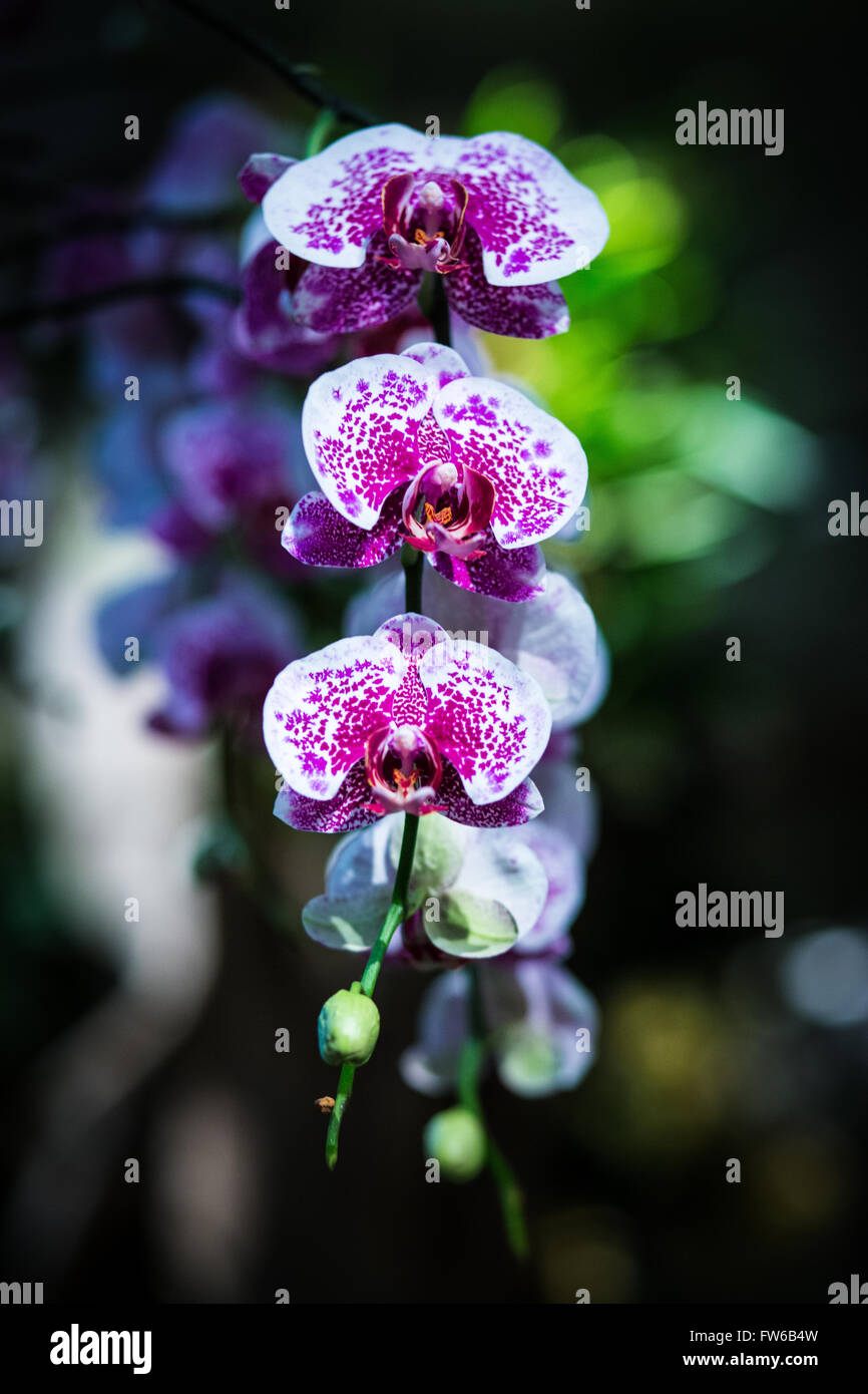 Fleurs orchide Banque de photographies et d’images à haute résolution ...