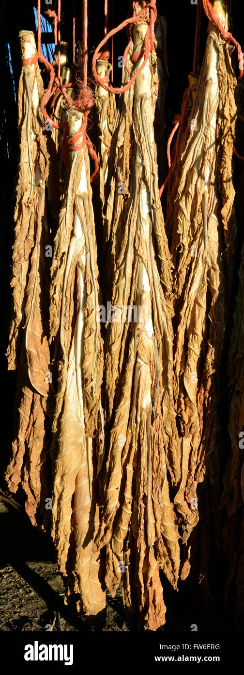 Feuille tabac Banque de photographies et d’images à haute résolution ...