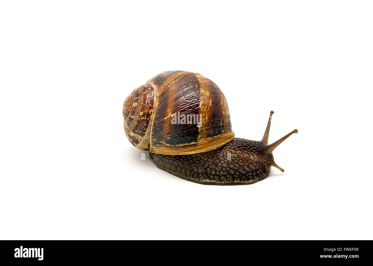 Escargot sur fond blanc Banque de photographies et d’images à haute ...