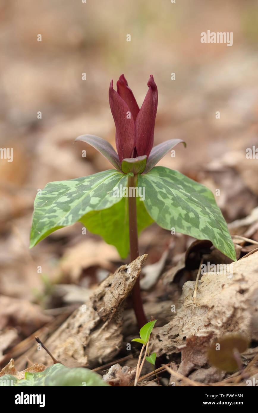 Petite douce betsy une floraison Banque de photographies et d’images à ...