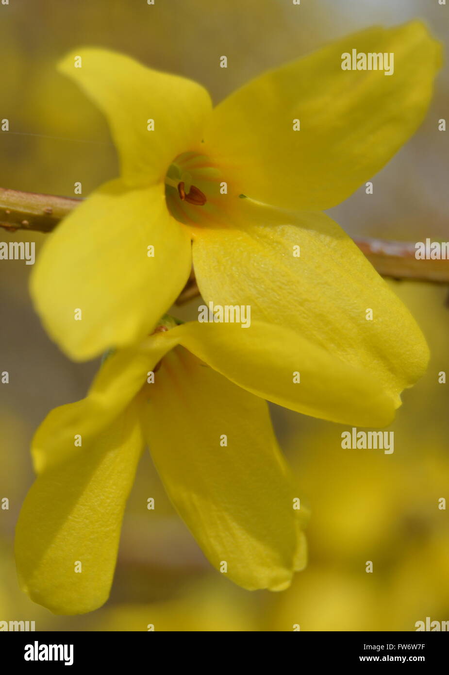 Tiges jaunes Banque de photographies et d’images à haute résolution - Alamy