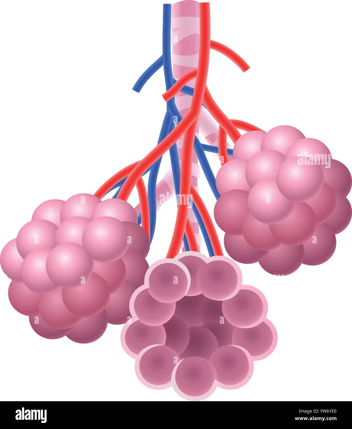 Illustration de l'anatomie de la structure d'alvéoles Image Vectorielle ...