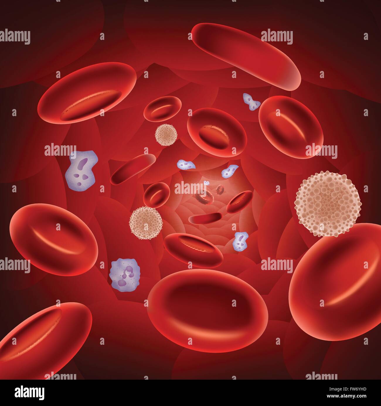 Globules rouges microscope Banque d'images vectorielles - Alamy