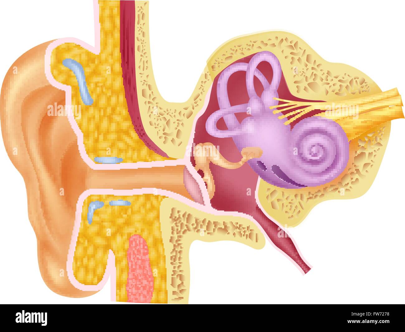 Corps anatomie vue profil Banque d'images vectorielles - Alamy