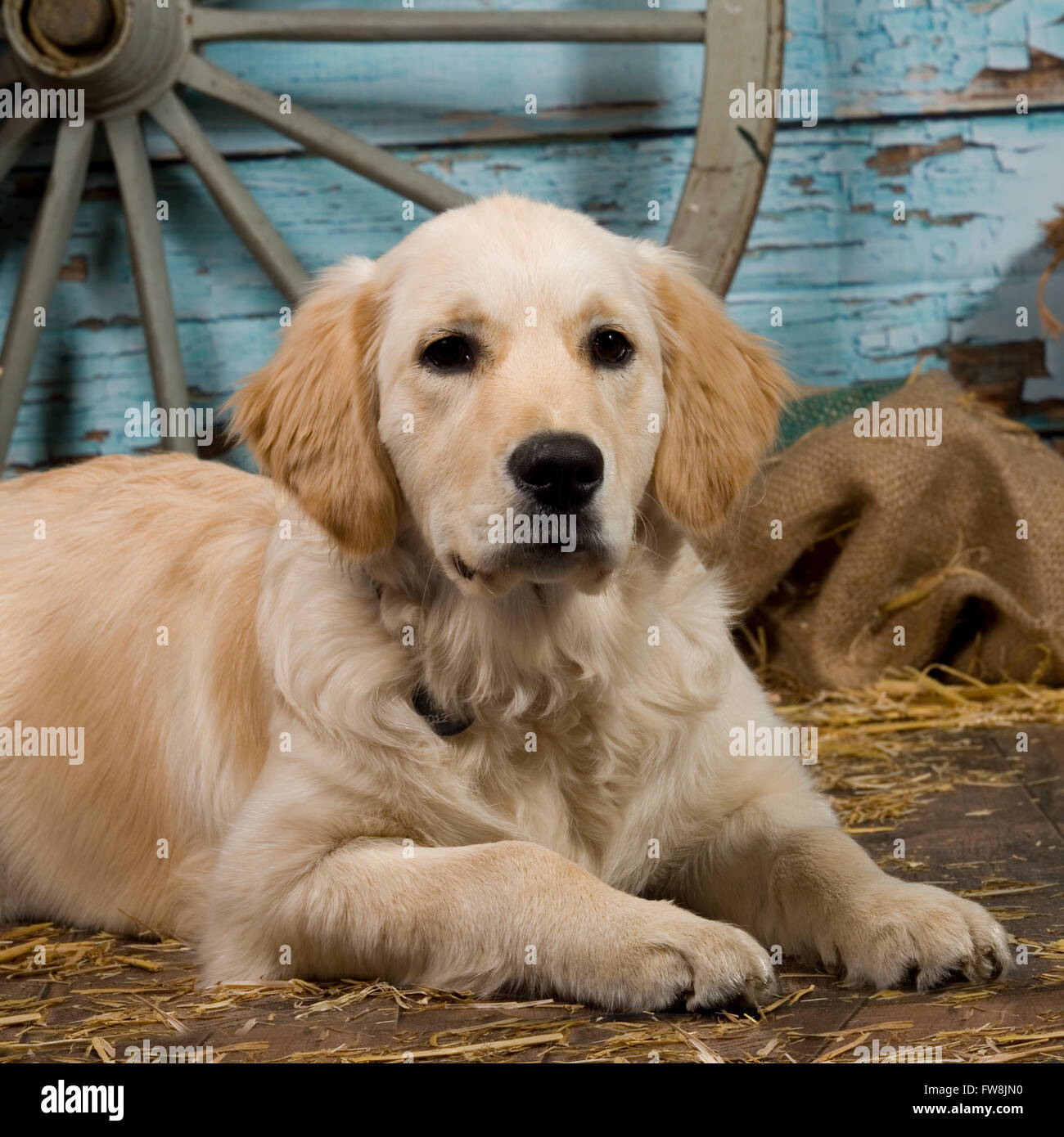 Golden retriever puppy happy Banque de photographies et d’images à ...