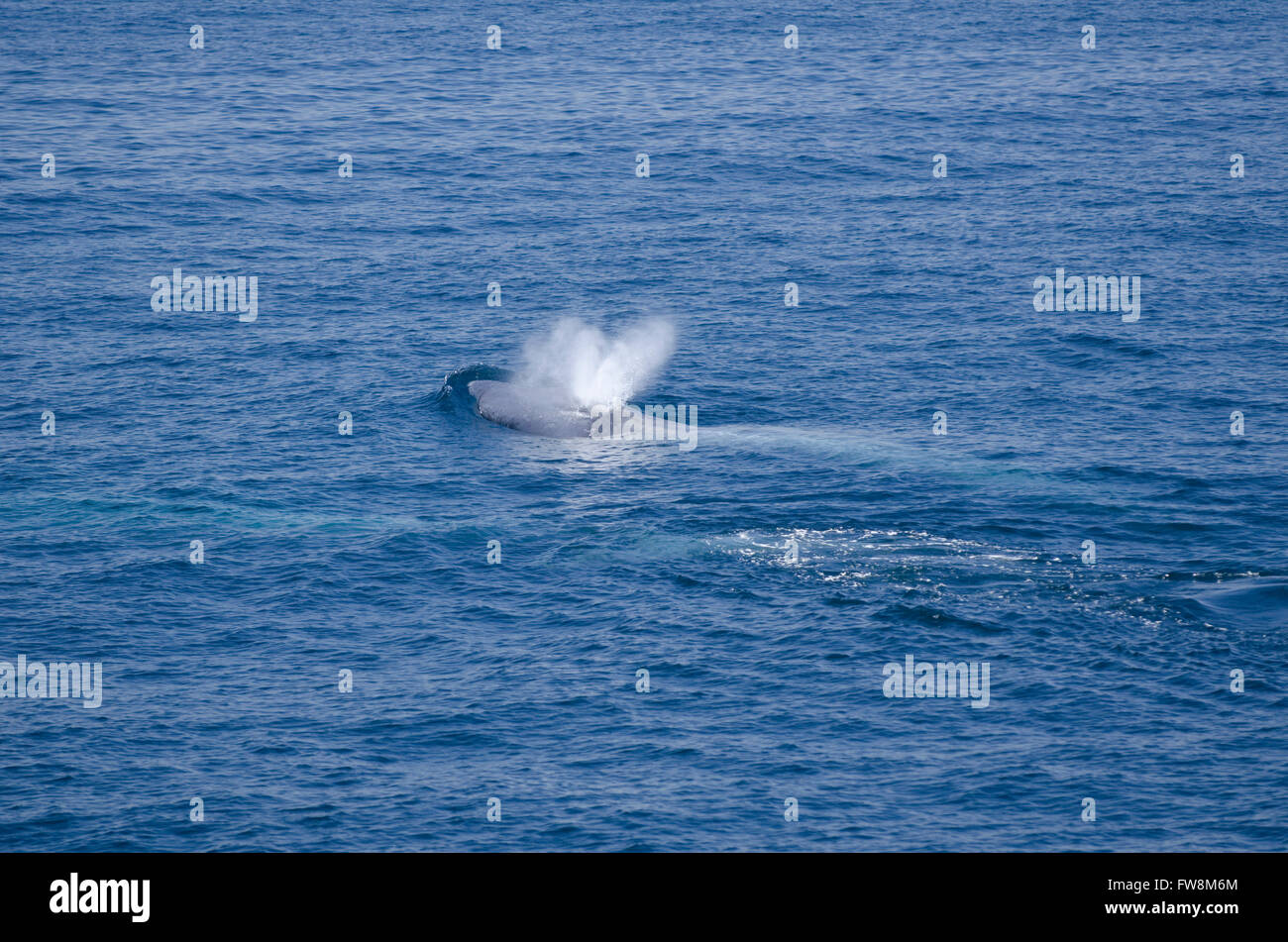 Rorqual bleu balaenoptera musculus Banque de photographies et d’images ...