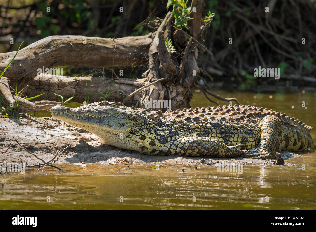 Queue de crocodile Banque de photographies et d’images à haute ...