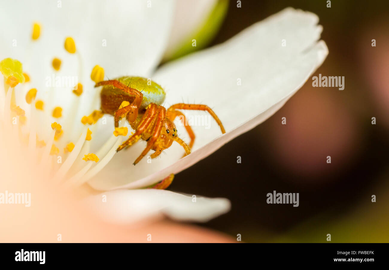 Green Spider concombre (Araniella espèces) sur fleur de cerisier ...