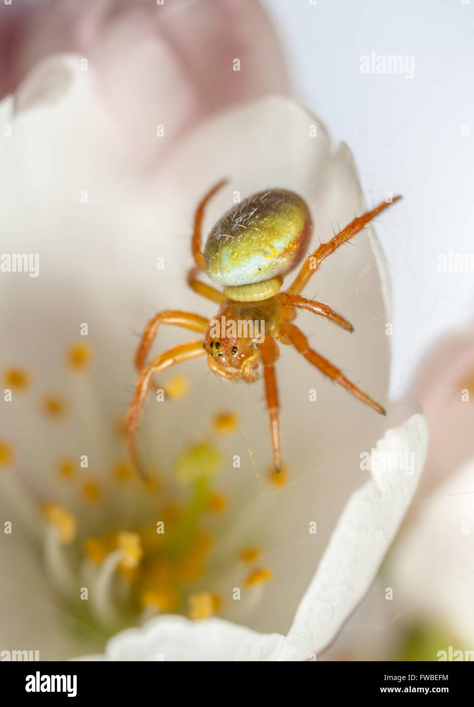 Green Spider concombre (Araniella espèces) sur fleur de cerisier ...