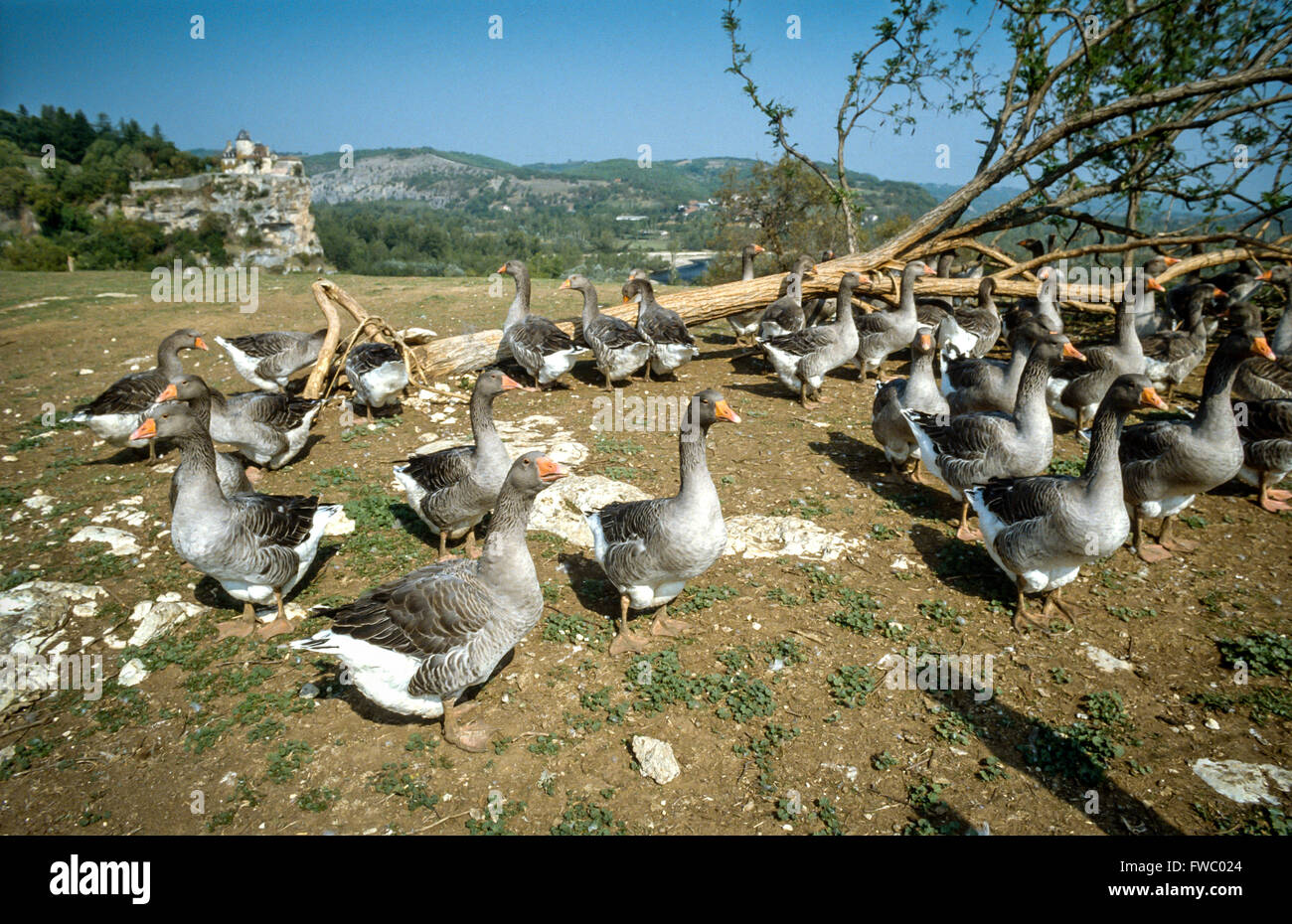 Gavage canards Banque de photographies et d’images à haute résolution ...