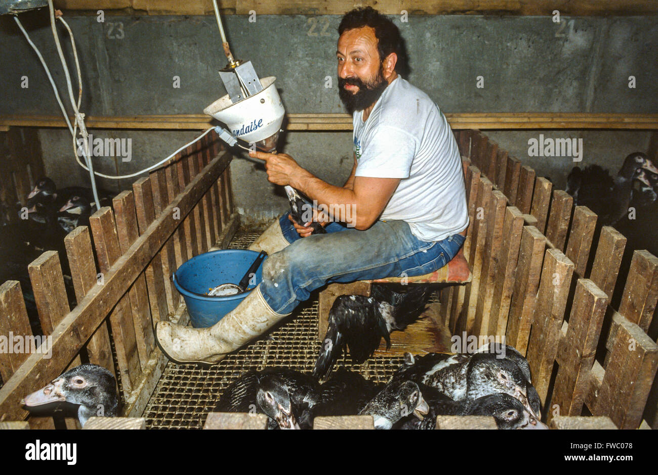 Gavage canards Banque de photographies et d’images à haute résolution ...