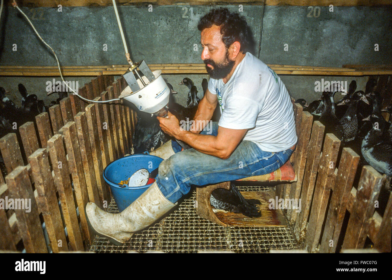 Gavage canards Banque de photographies et d’images à haute résolution ...