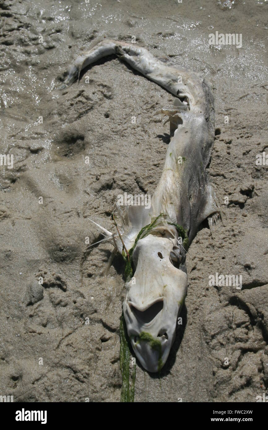 Dead shark Banque de photographies et d’images à haute résolution - Alamy