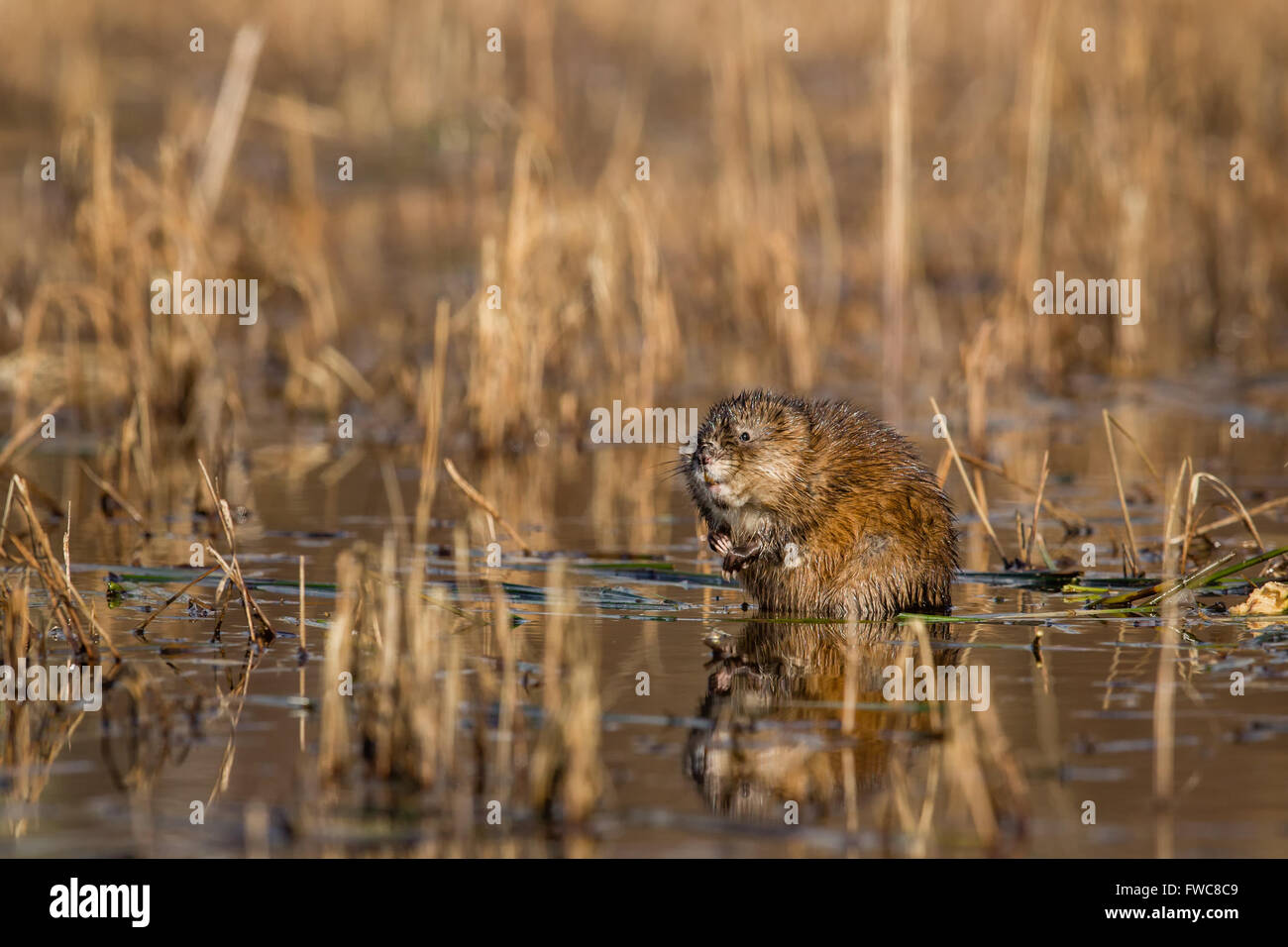 Rat musqué Banque de photographies et d’images à haute résolution - Alamy
