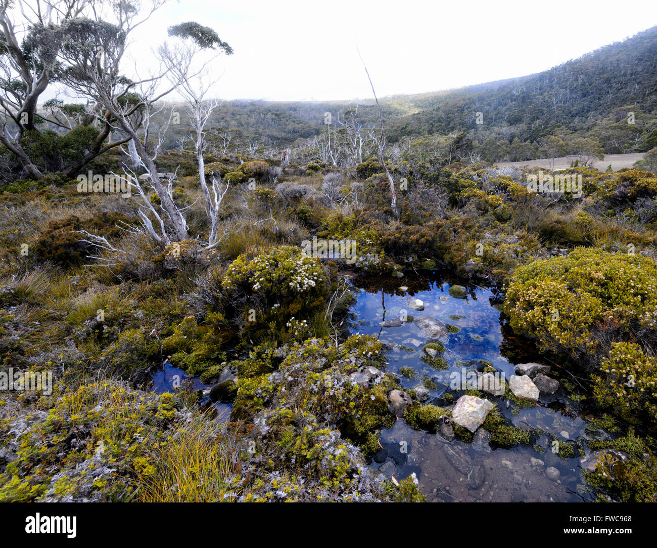 Mount field national park Banque de photographies et d’images à haute ...