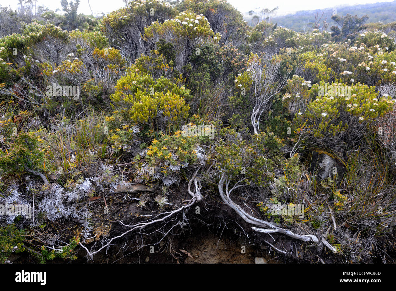 Mount field national park Banque de photographies et d’images à haute ...