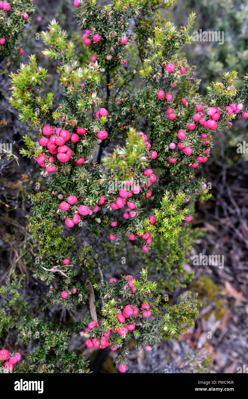 Mount field national park Banque de photographies et d’images à haute ...
