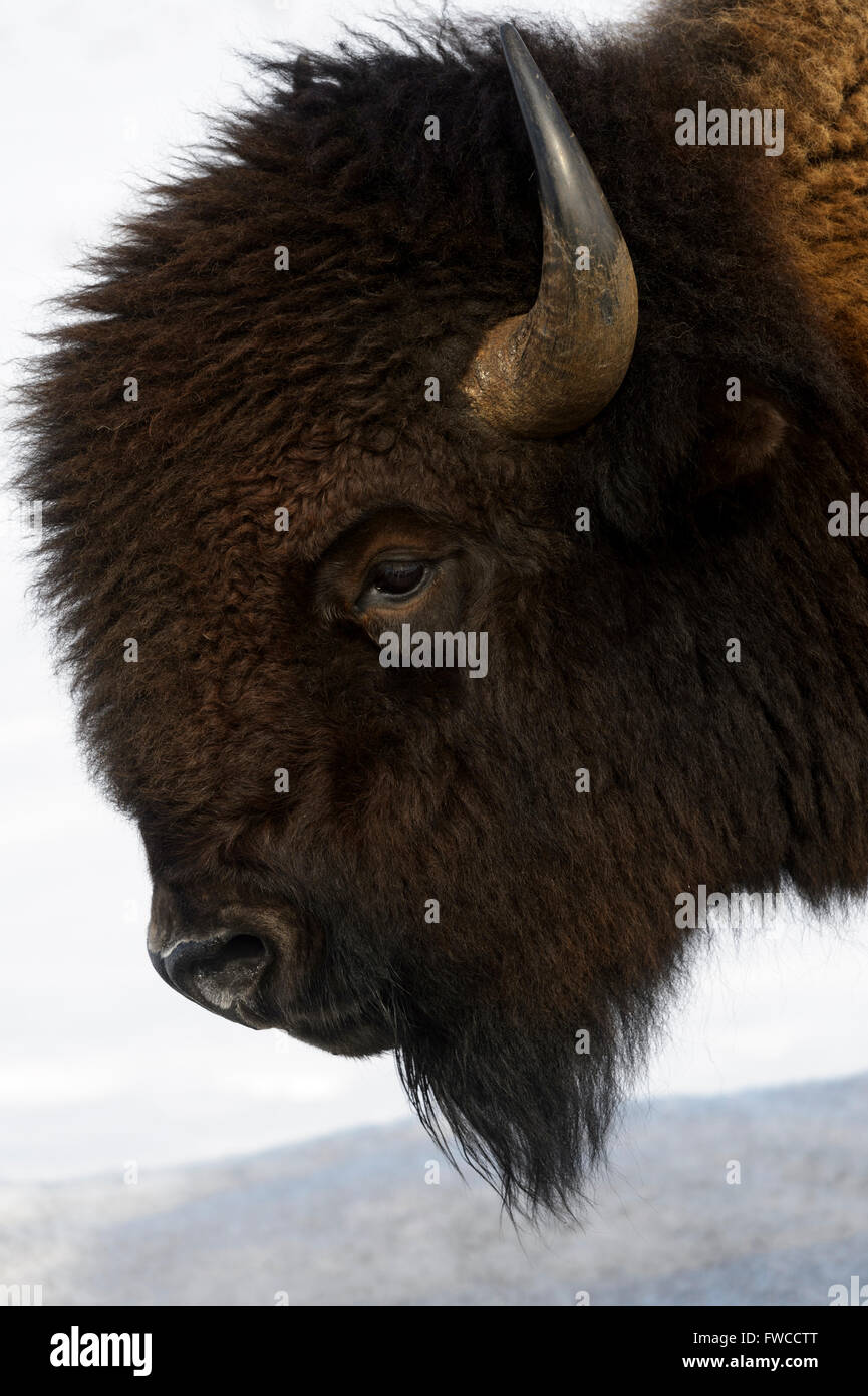 Tête de bison Banque de photographies et d’images à haute résolution ...