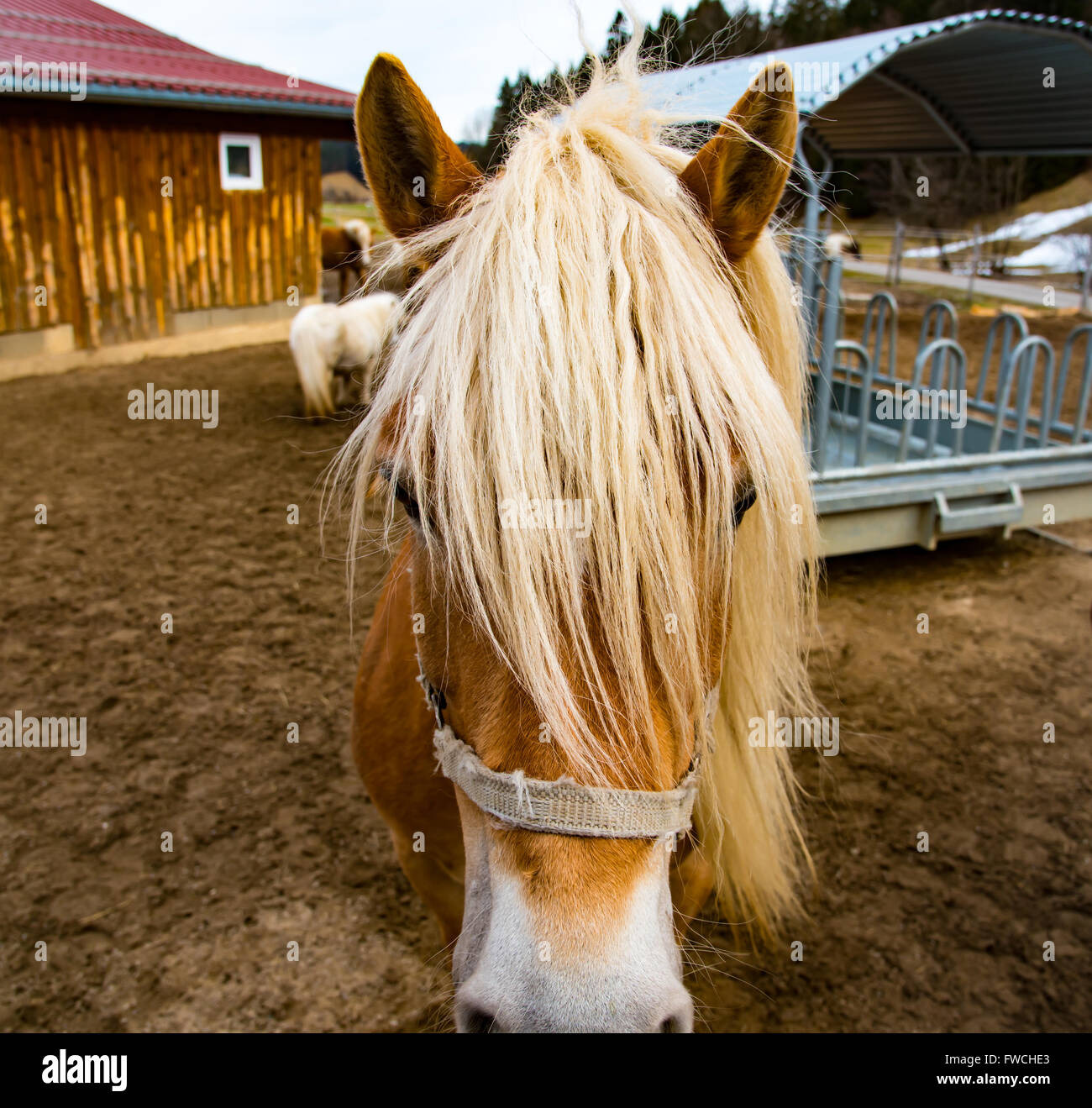Tete cheval couleur Banque de photographies et d’images à haute ...