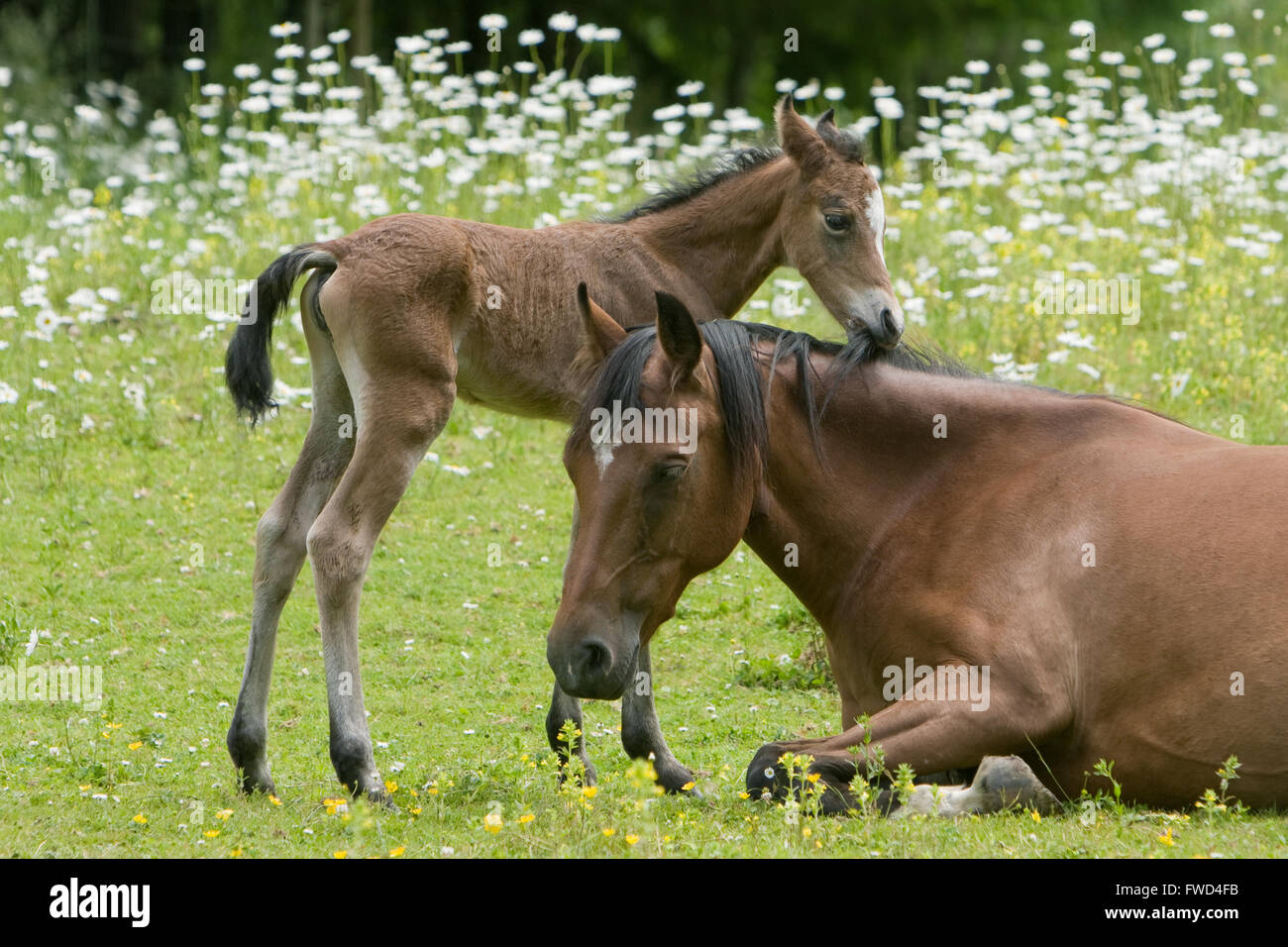 Baby horse Banque de photographies et d’images à haute résolution - Alamy