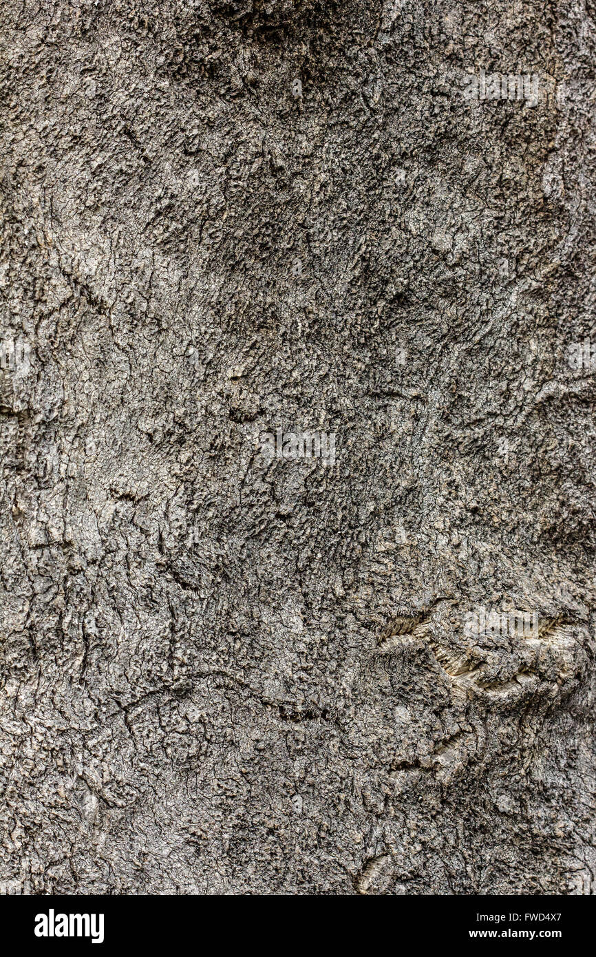 Texture de liège Banque de photographies et d’images à haute résolution ...