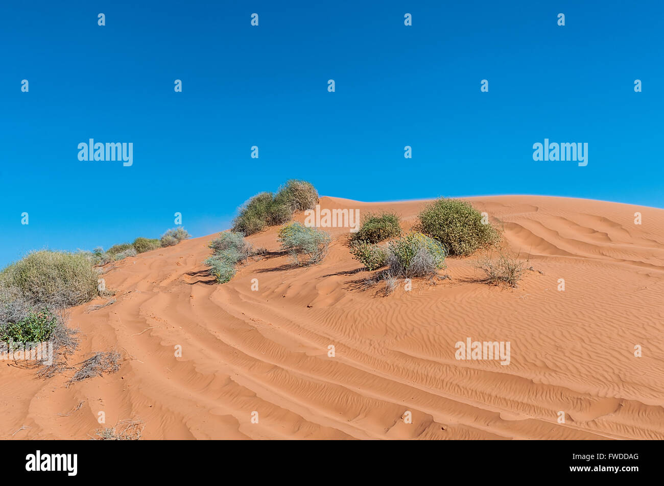 Simpson desert national park Banque de photographies et d’images à ...