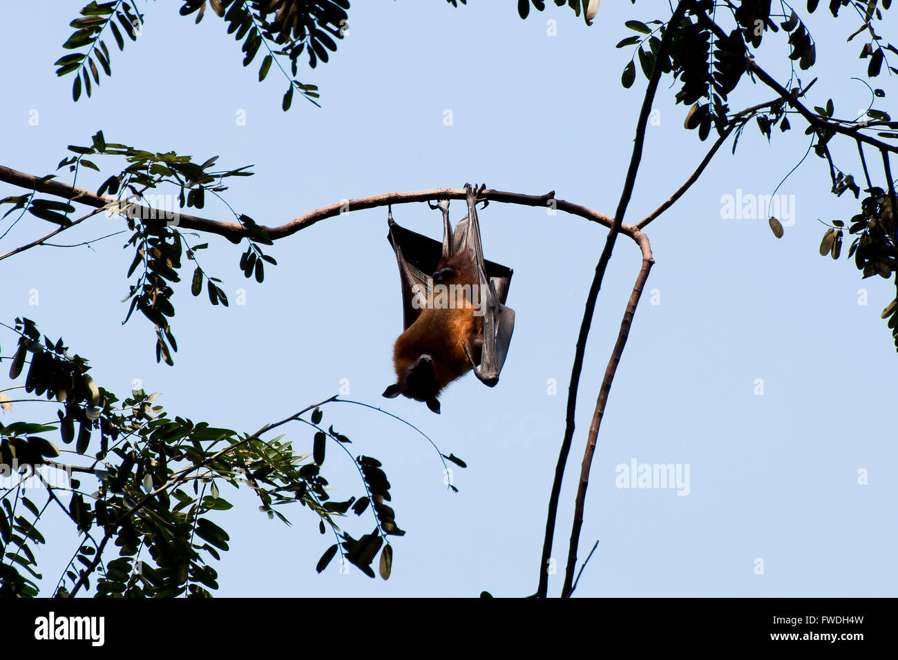 Indian flying fox Banque de photographies et d’images à haute ...