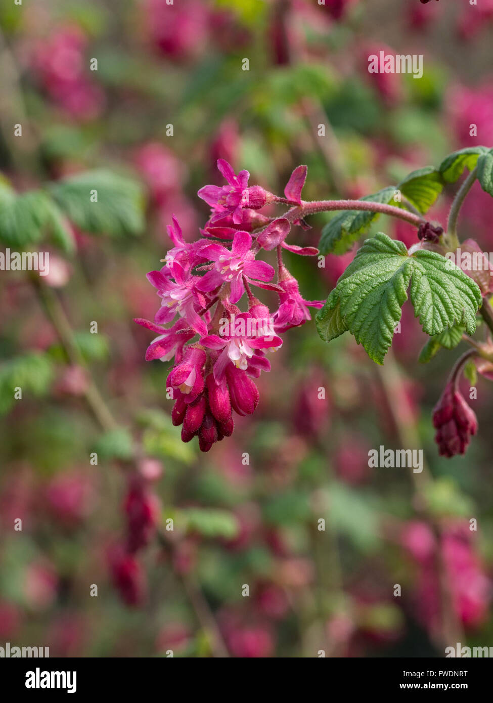 Fleurs de cassis en fleurs Banque de photographies et d’images à haute ...