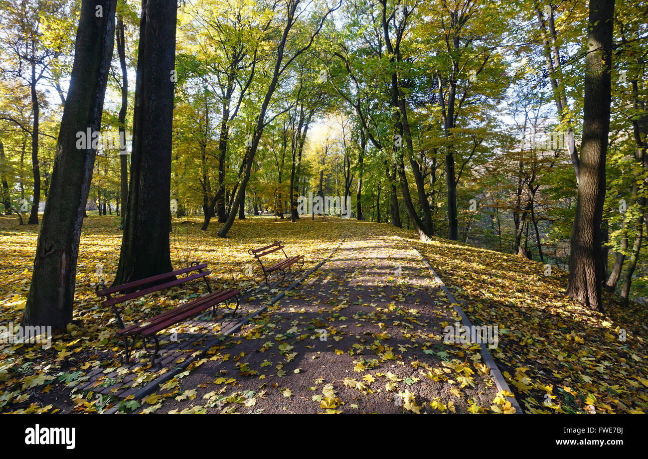 Ombres de tronc d'arbre sur le chemin parsemé de feuilles d'érable ...