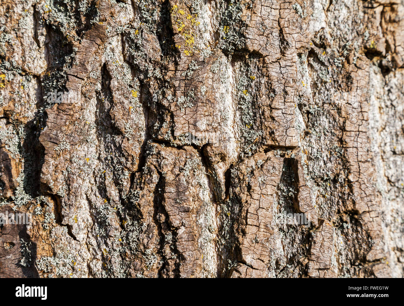 Texture de tronc d'arbre Banque de photographies et d’images à haute ...