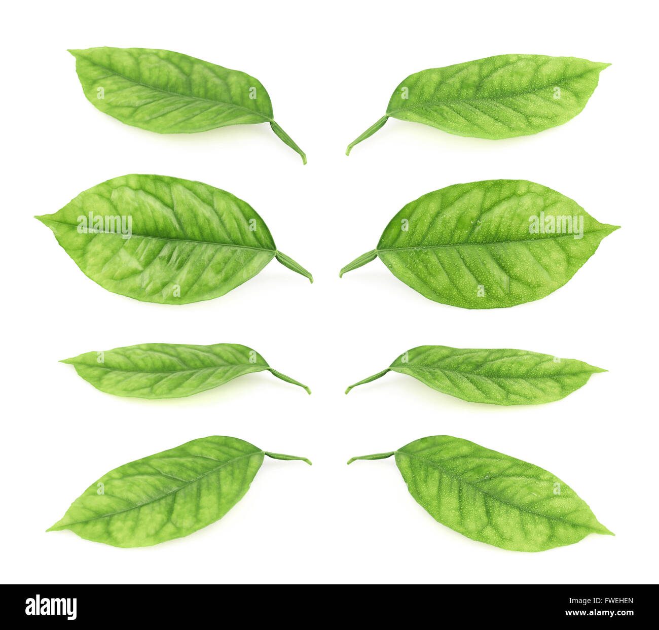 Feuilles de citronnier Banque de photographies et d’images à haute ...