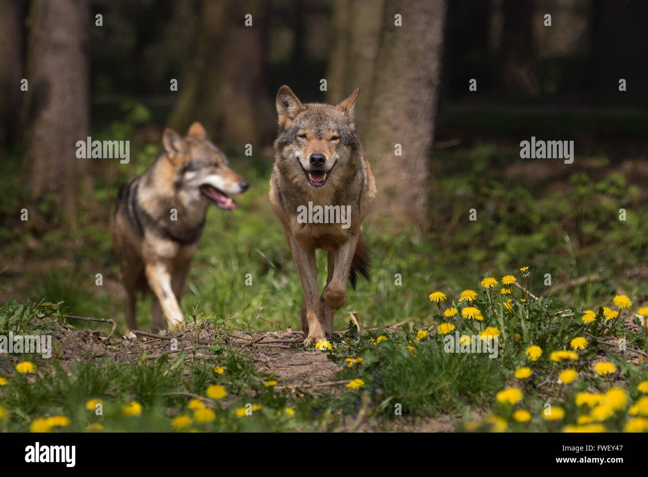 Loup couple Banque de photographies et d’images à haute résolution - Alamy