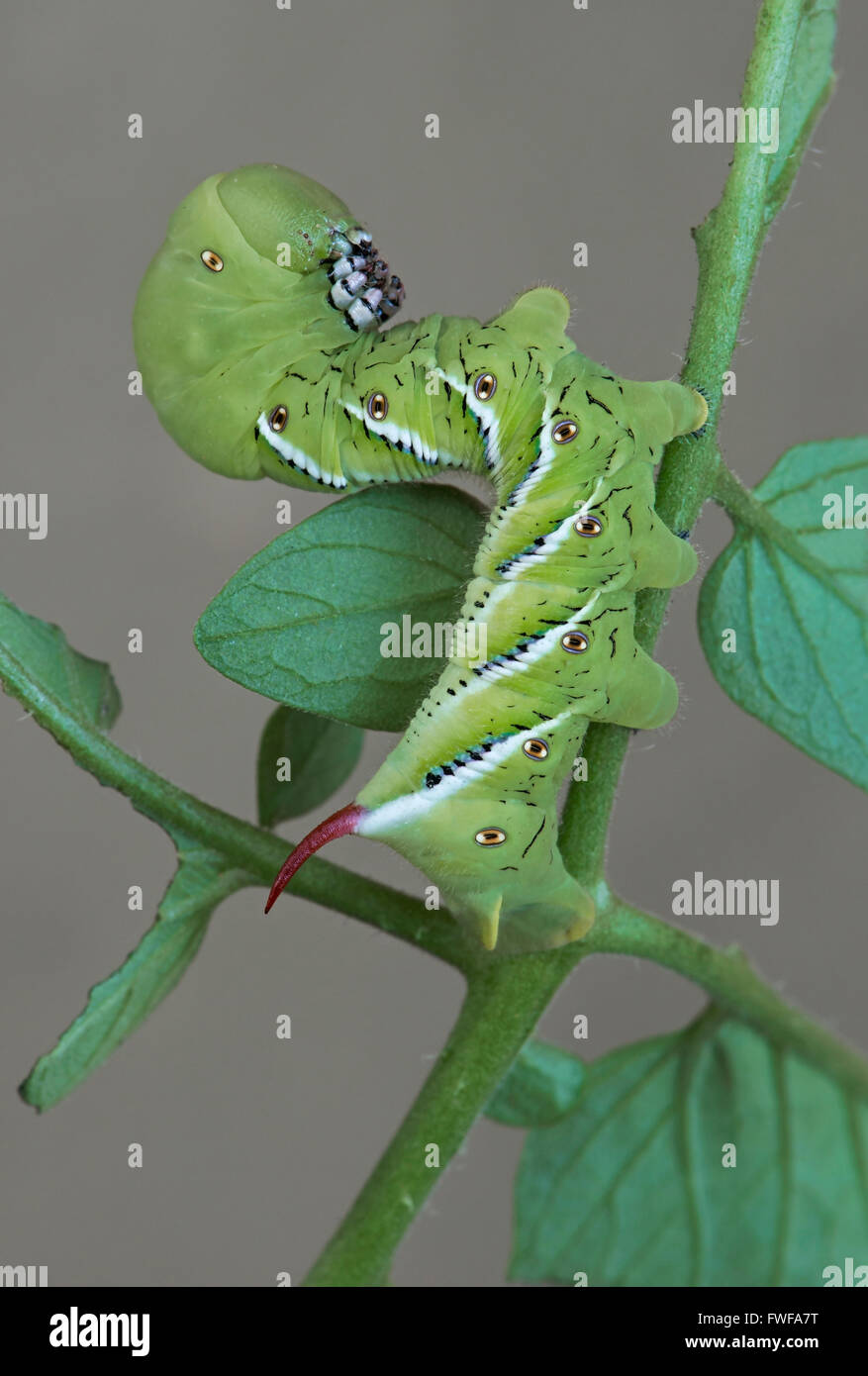 Les vers de tabac Banque de photographies et d’images à haute ...