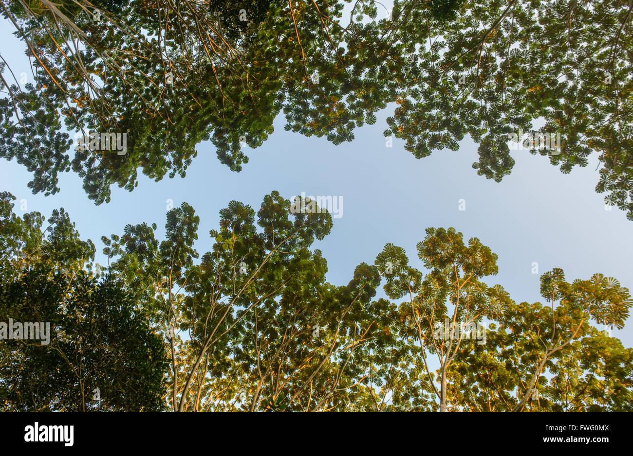 La forêt équatoriale du Gabon, Afrique centrale Photo Stock - Alamy