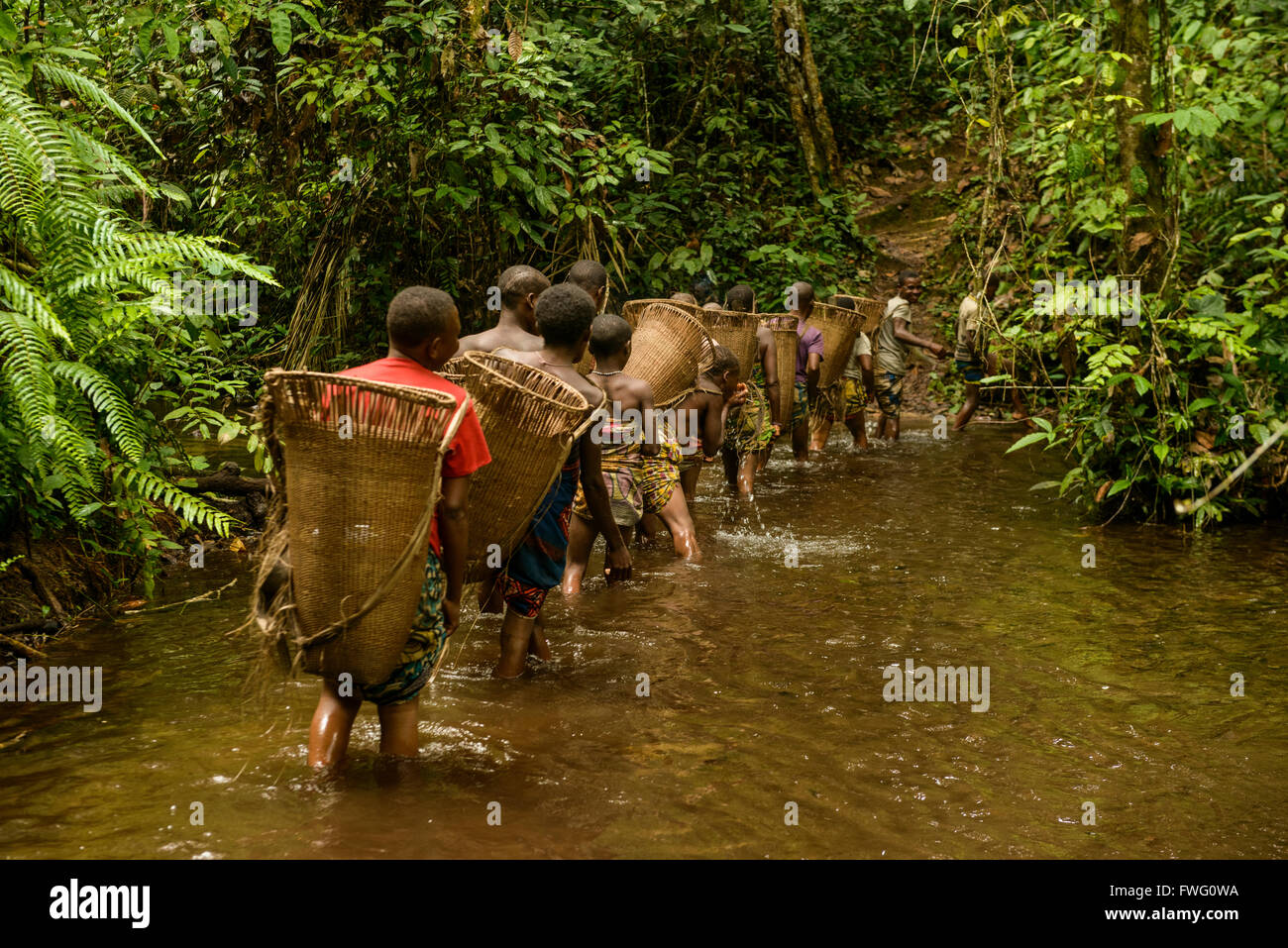Les Pygmées Bayaka dans la forêt équatoriale, République centrafricaine ...
