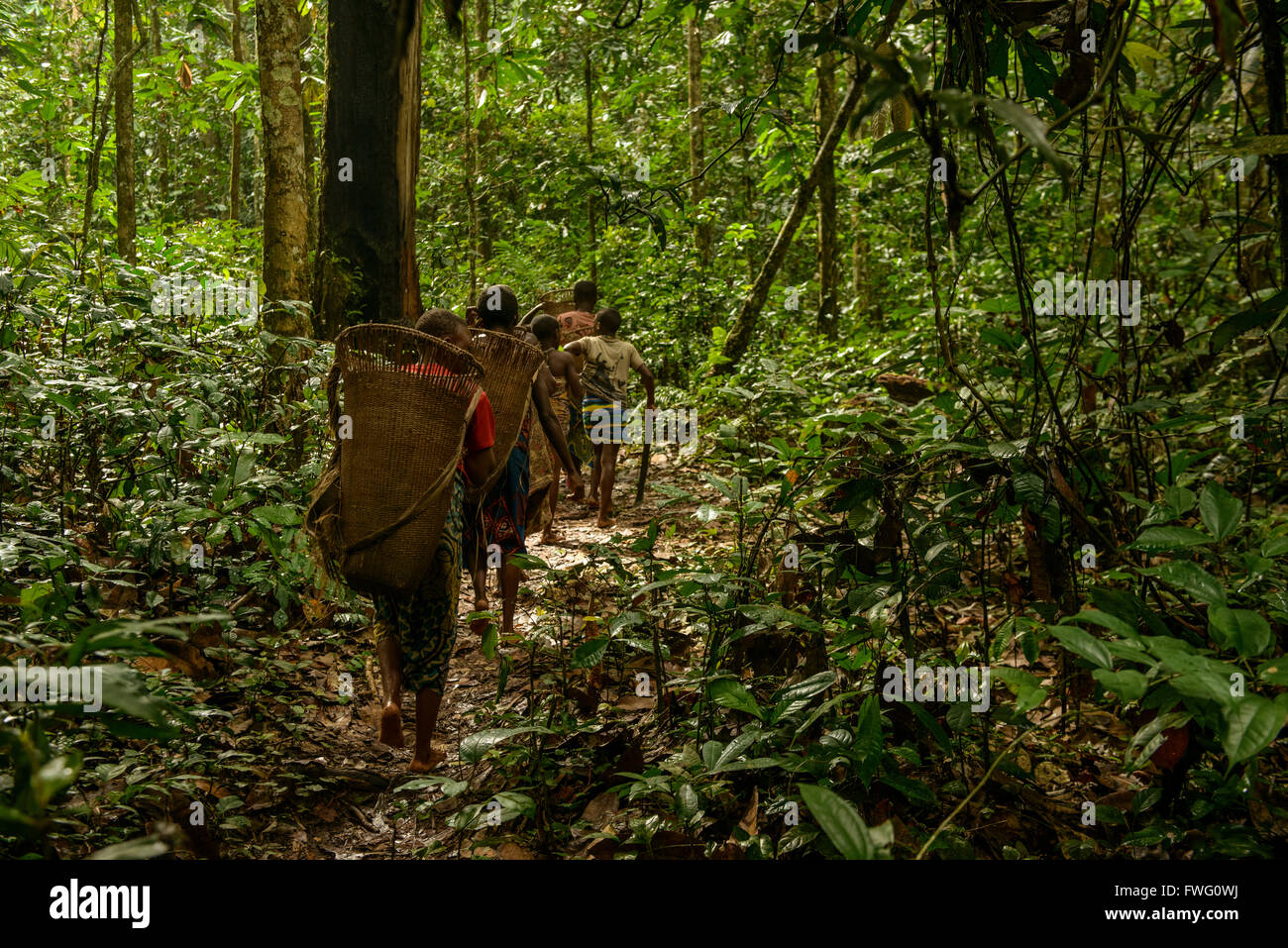 Les Pygmées Bayaka dans la forêt équatoriale, République centrafricaine ...