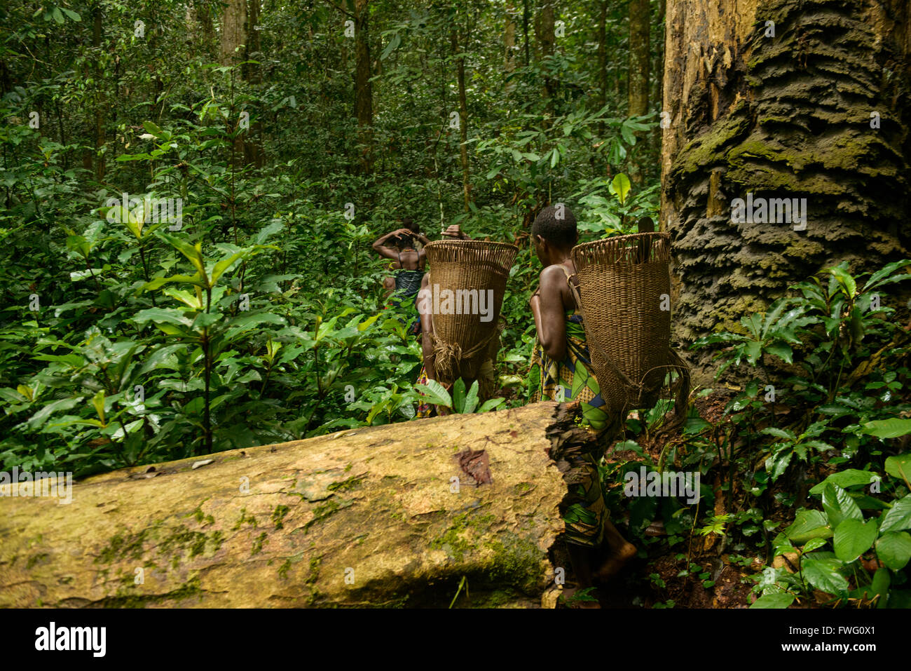Les Pygmées Bayaka dans la forêt équatoriale, République centrafricaine ...