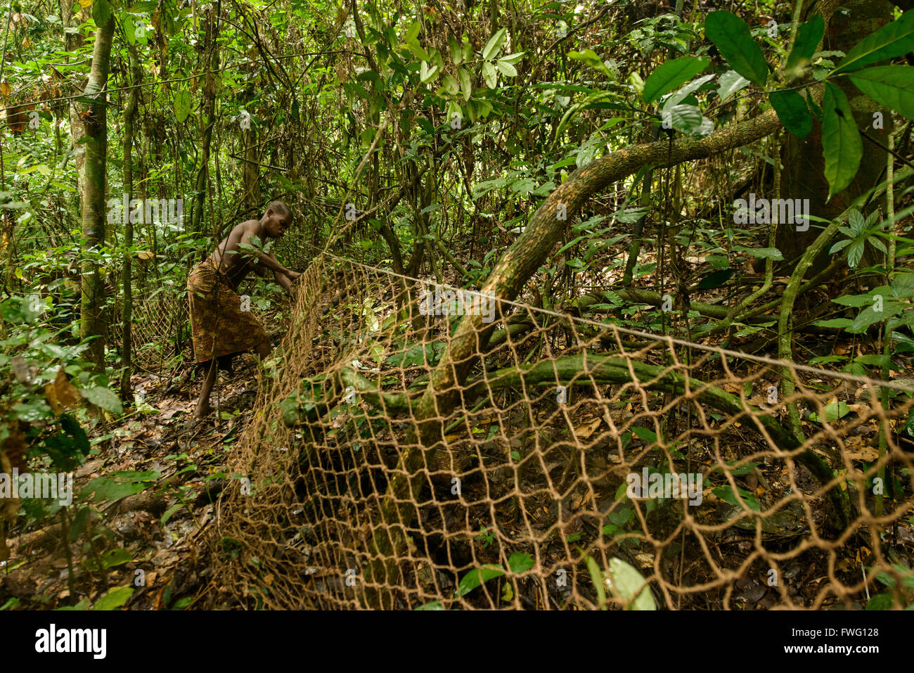 Les Pygmées Bayaka dans la forêt équatoriale, République centrafricaine ...