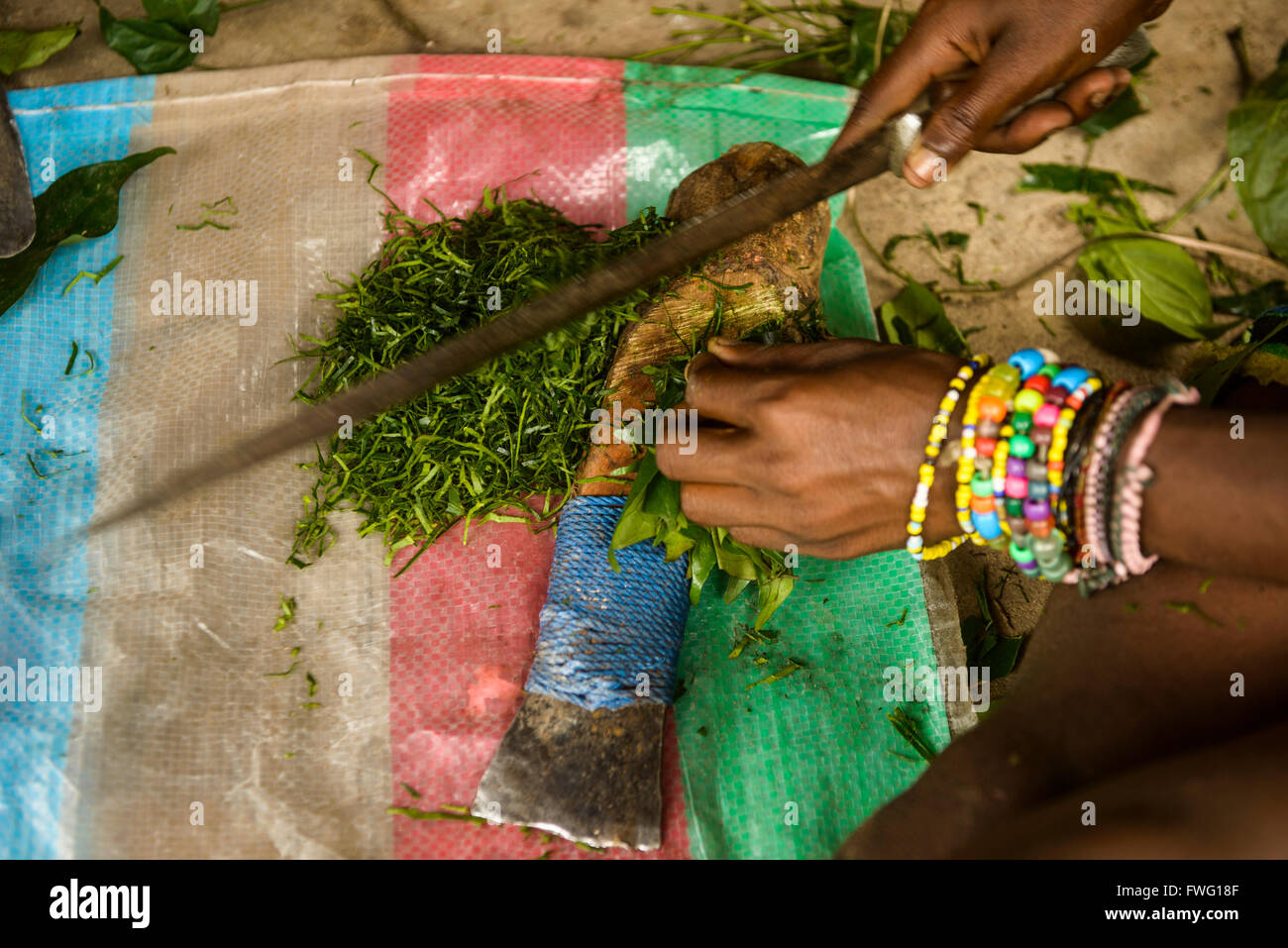 Les Pygmées Bayaka dans la forêt équatoriale, République centrafricaine ...