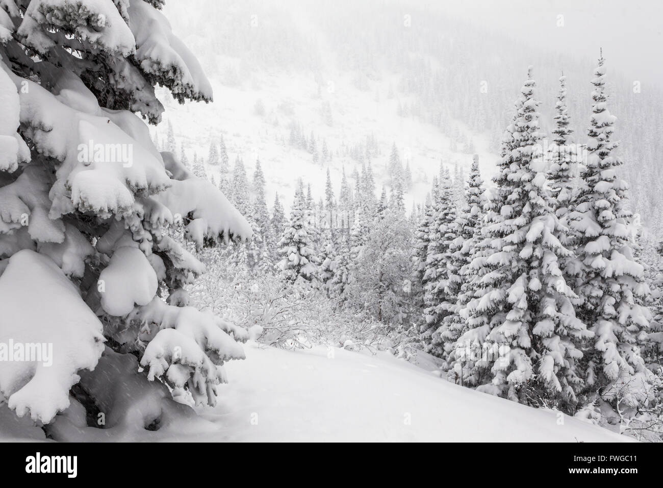 Sapins sous la neige Banque de photographies et d’images à haute ...